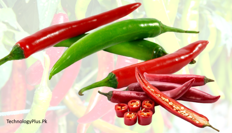 Three companies signed MoU to facilitate Pakistani chili export to ...